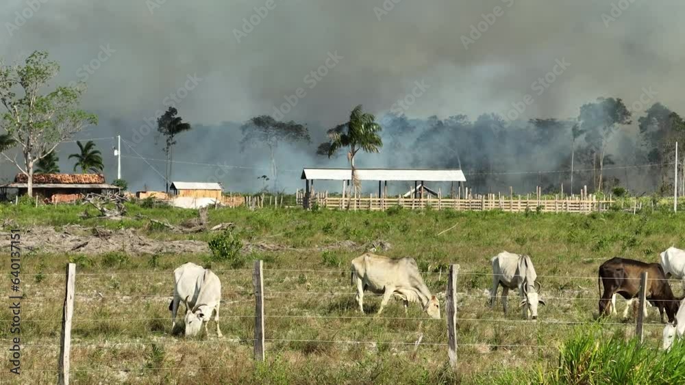 Cattle and wildfires on the background - ranches affects deforestation ...