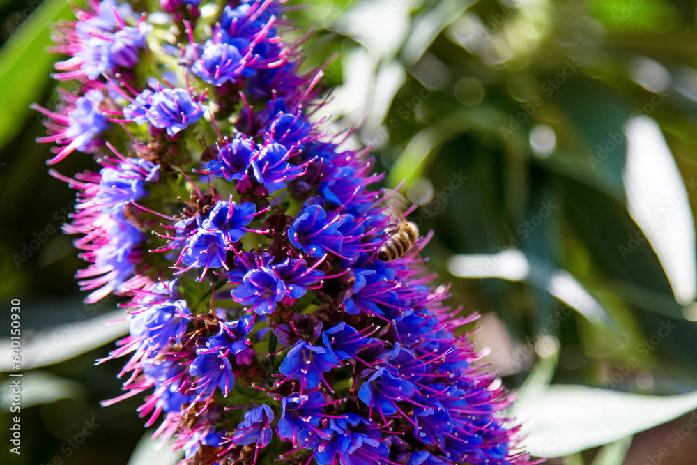 Echium candicans with bee. bumble bee collecting pollen from Echium ...