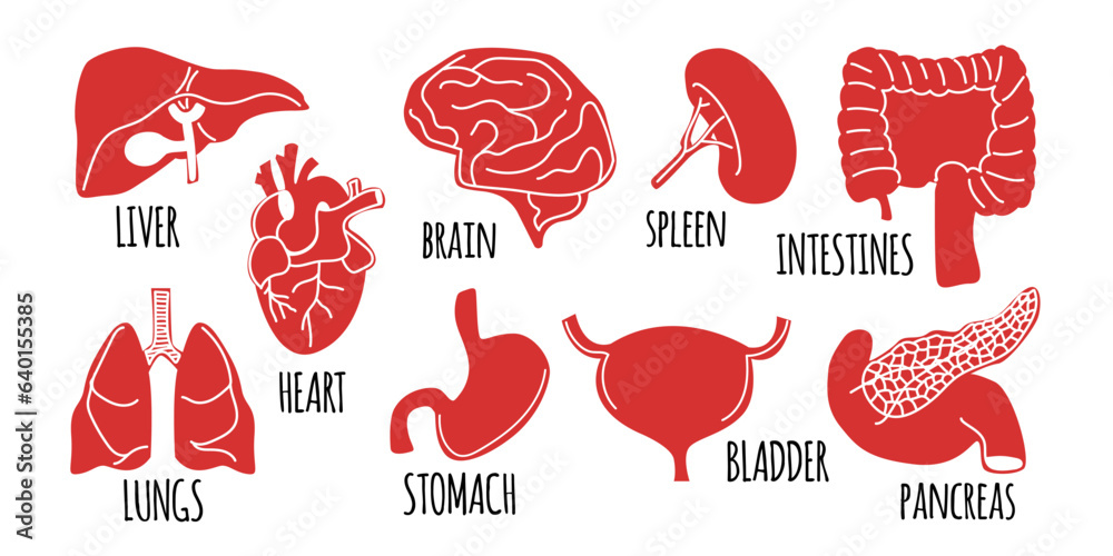 The internal organs are flat style. vector. Liver, heart, lungs ...