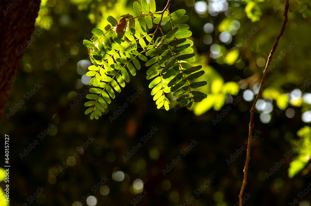 Defocused of the river tamarind (Leucaena leucocephala) green leaves ...