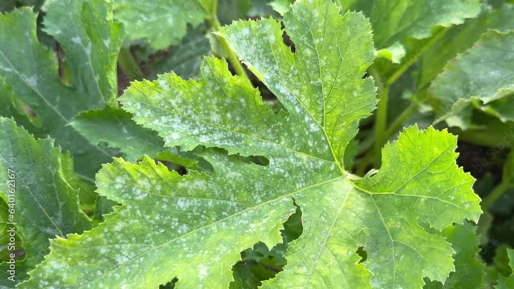 Vidéo Stock Marrow squash affected by a powdery mildew fungal disease ...