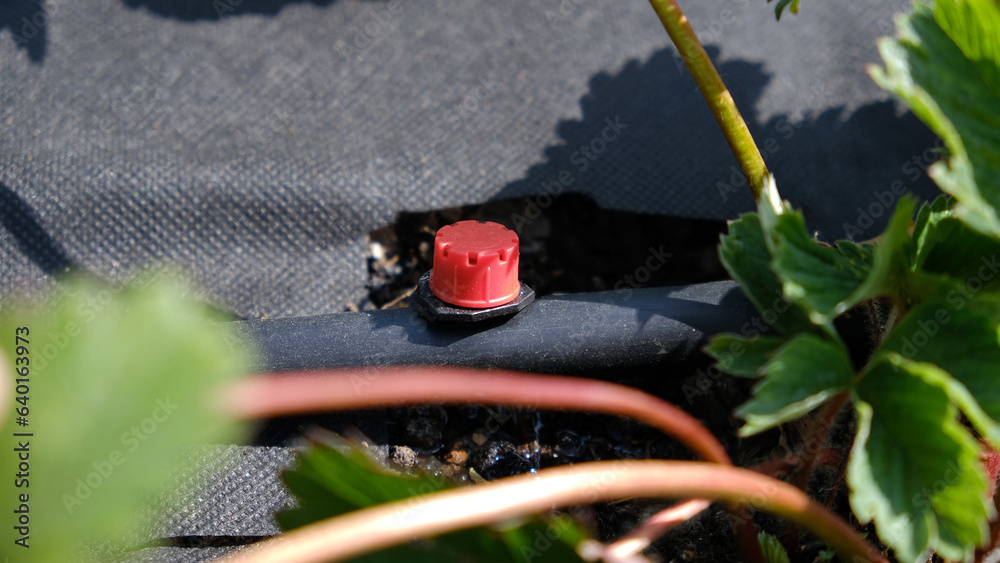 Drip irrigation. Close up view of irrigation system in a raised bed ...