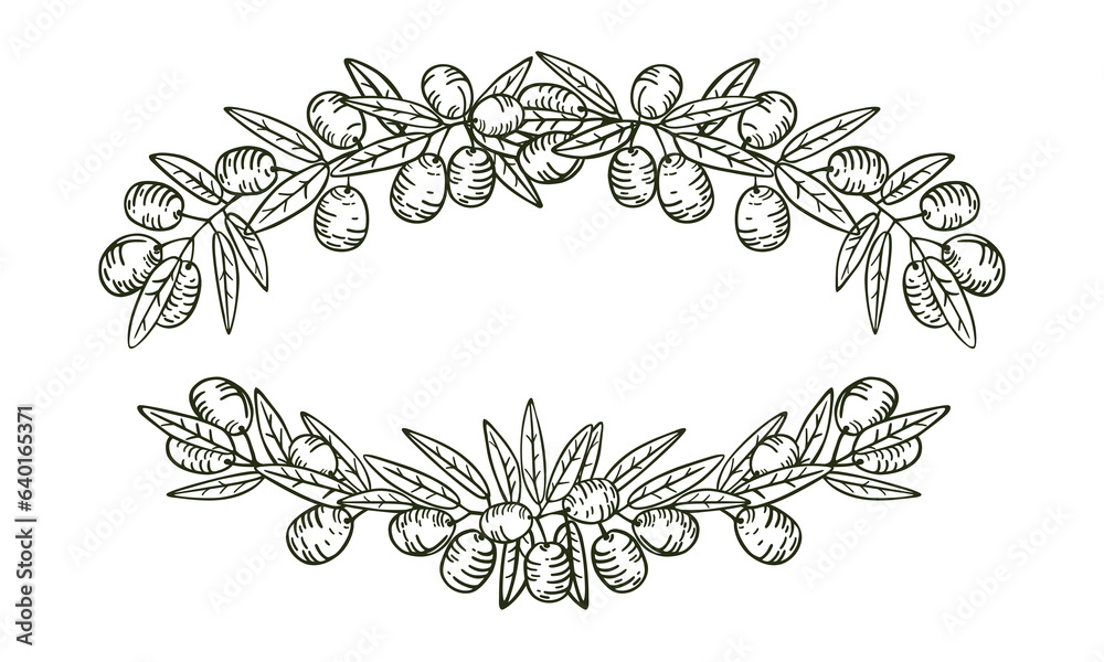 Oval frame made of olive branches and fruits. Isolated vector on white ...