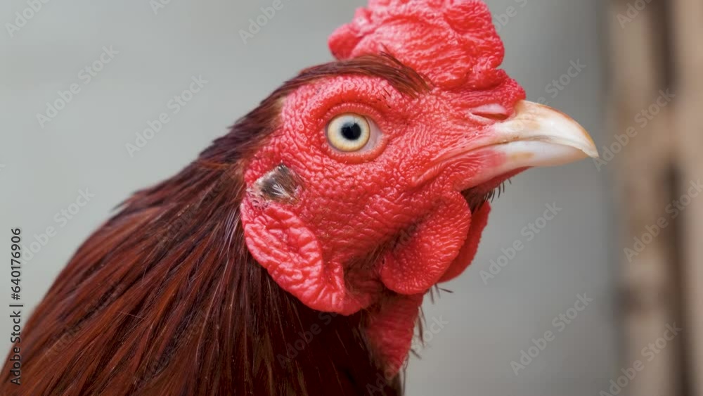 Red rooster chicken. Close-up footage of a rooster chicken. Rooster ...