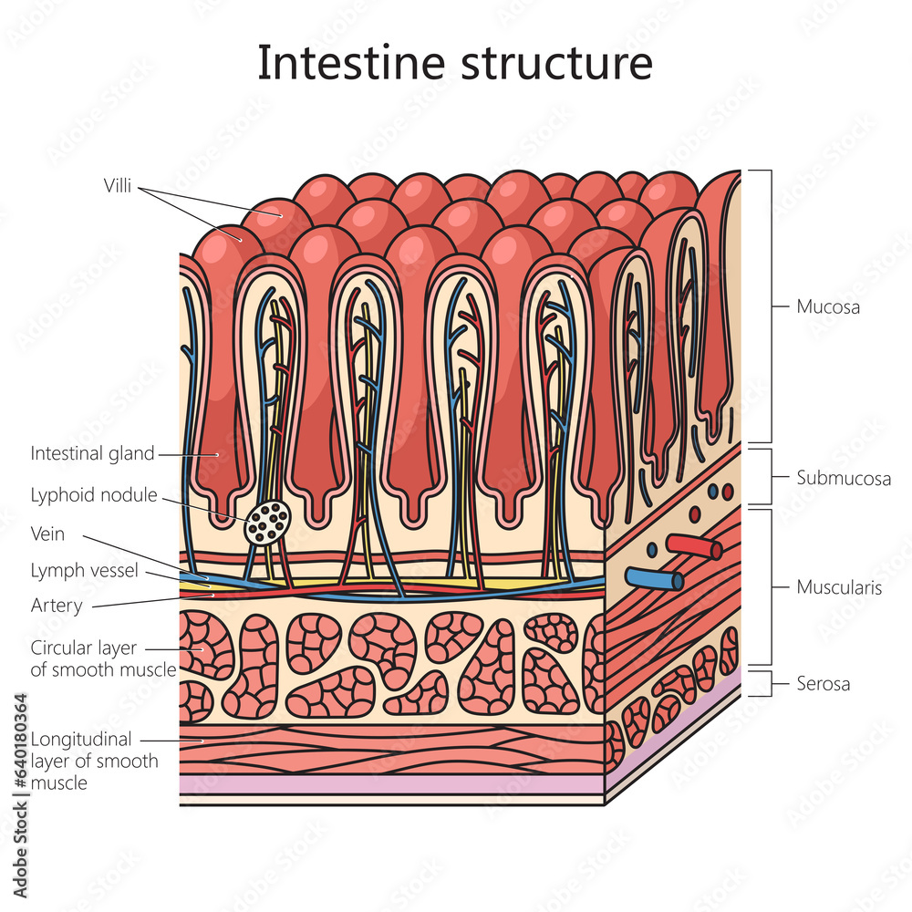 Human gut structure intestinal wall diagram schematic raster ...