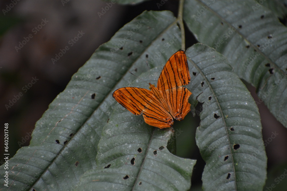 Chersonesia risa Butterfly, The butterfly has large, delicate wings ...
