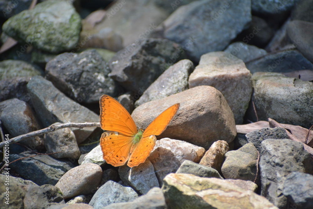 Chersonesia risa Butterfly, The butterfly has large, delicate wings ...