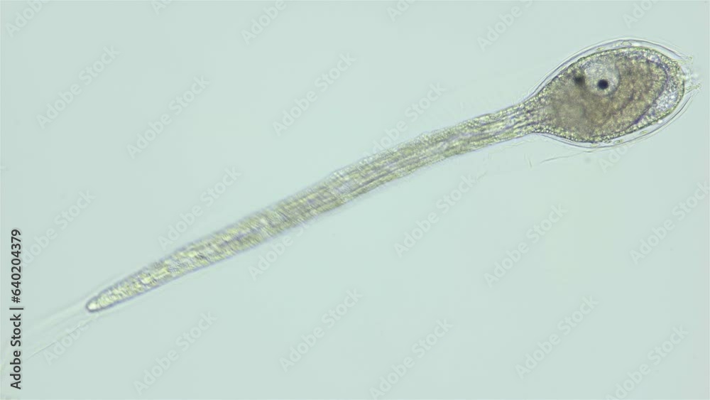 Larva of sea squirts Halocynthia pyriformis under microscope, class ...