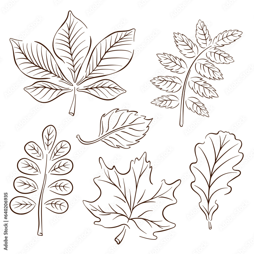 Autumn leaves collection in line art style. Outline, sketch set. Oak ...