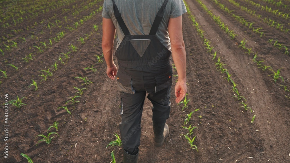 agriculture corn. male farmer walk working in the field with corn rear ...
