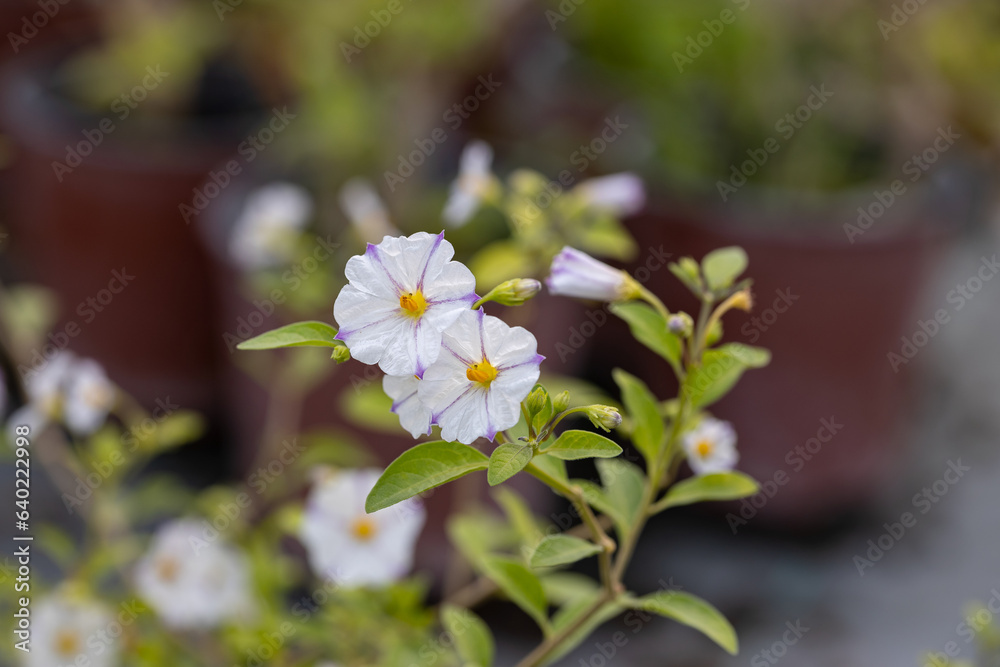A white cultivar of Lycianthes rantonnetii (Solanum rantonnetii). This ...