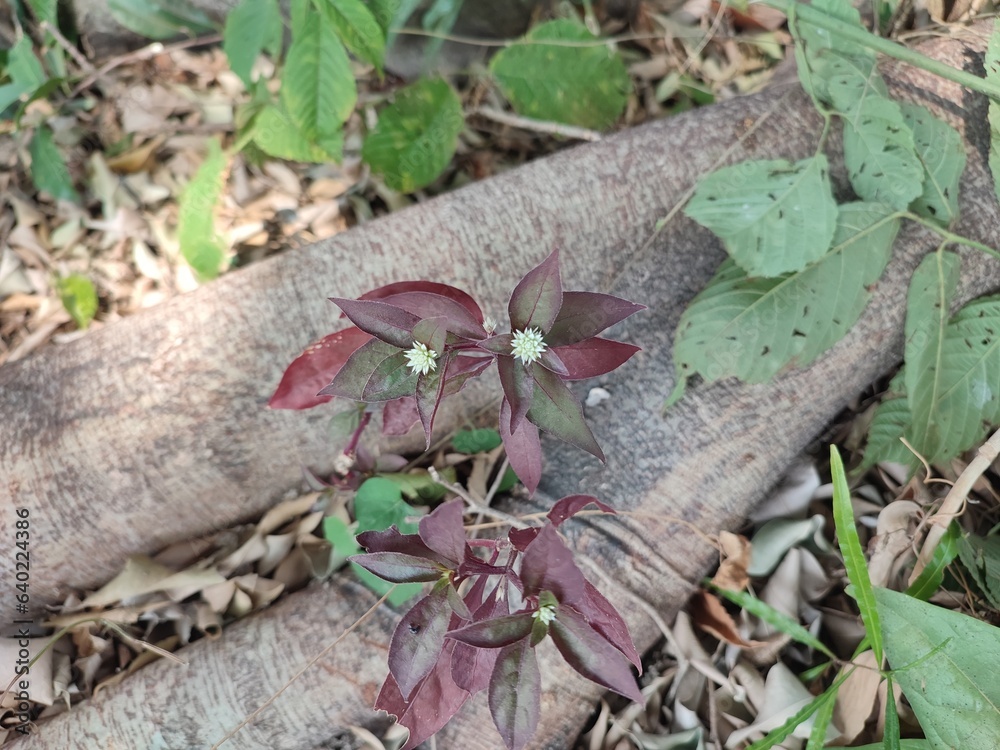 Alternanthera dentata, known as little ruby and ruby leaf alternanthera ...