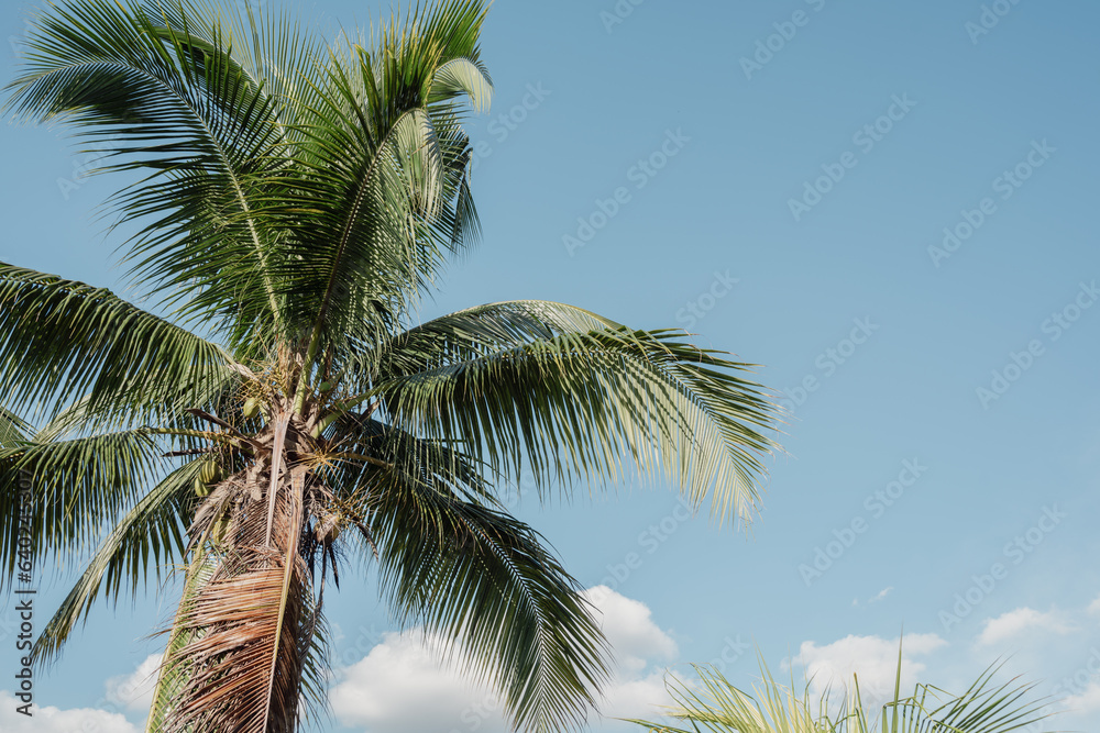 Taman Tasik Titiwangsa park, palm tree in Kuala Lumpur, Malaysia Stock ...