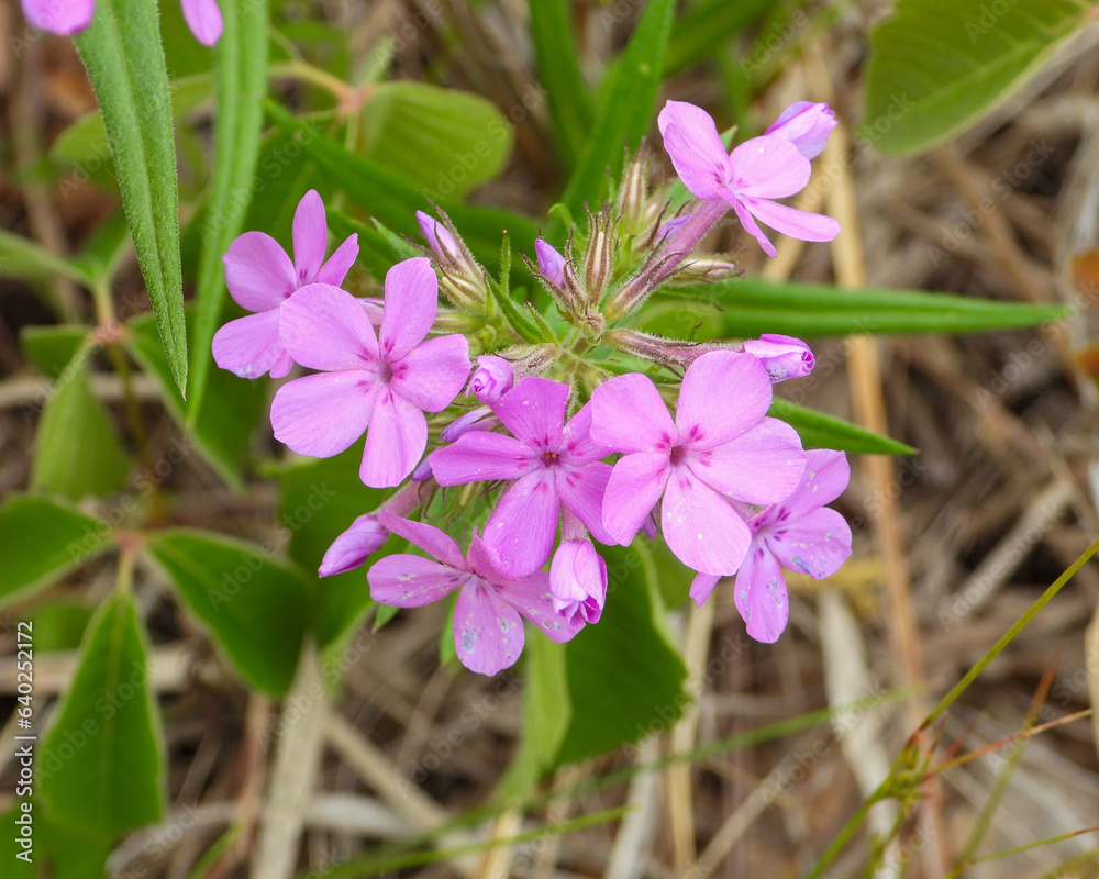 Phlox pilosa (Prairie Phlox) Native North American Wildflower Stock ...