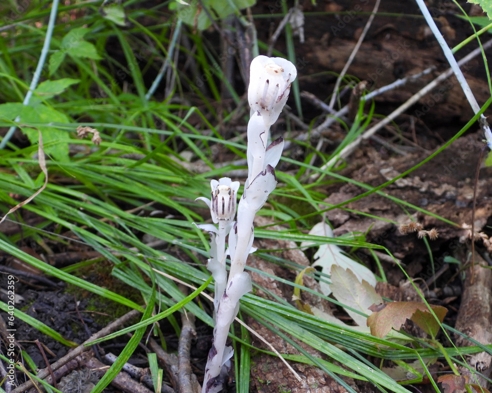 Monotropa uniflora (Indian Pipe) Native North American Woodland ...