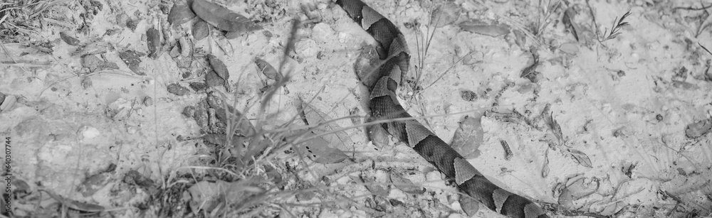 Pattern of copperhead snake on ground showing pattern on reptile in ...