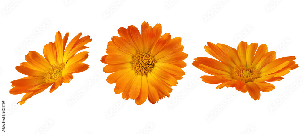 Calendula officinalis flowers cut out on transparent background. Yellow ...