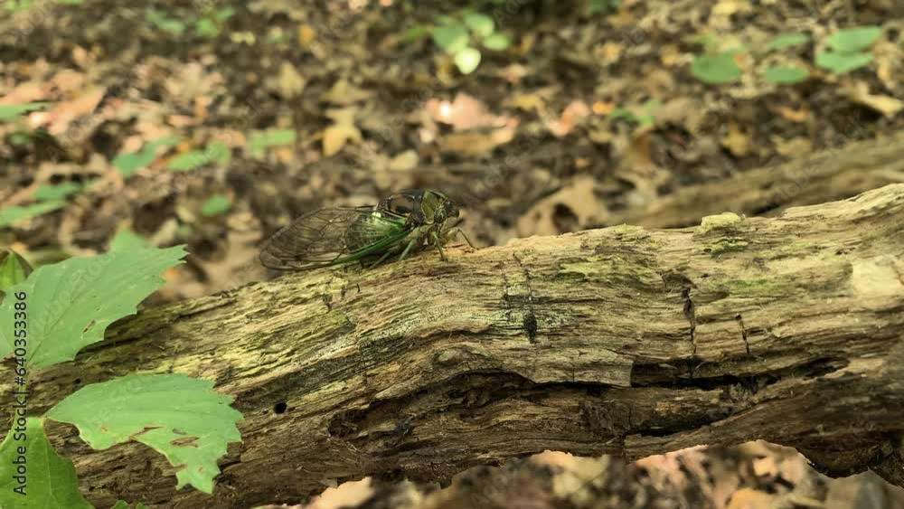 American cicadas are large insects living in North America. The larvae ...