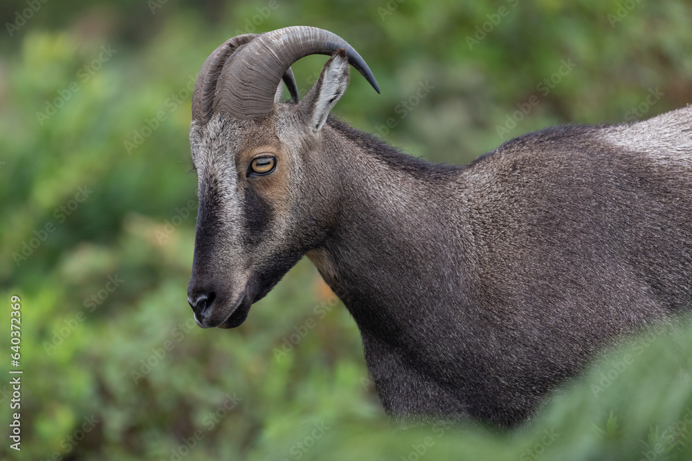 Nilgiri Tahr an endemic to the Nilgiri Hills and the southern, Western ...