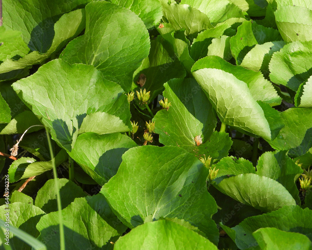 Caltha palustris (Marsh Marigold) Native North American Wetland ...