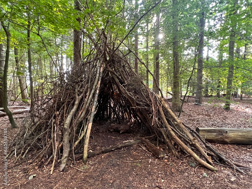 forest landscape hand made hut made from cut tree branches built into ...