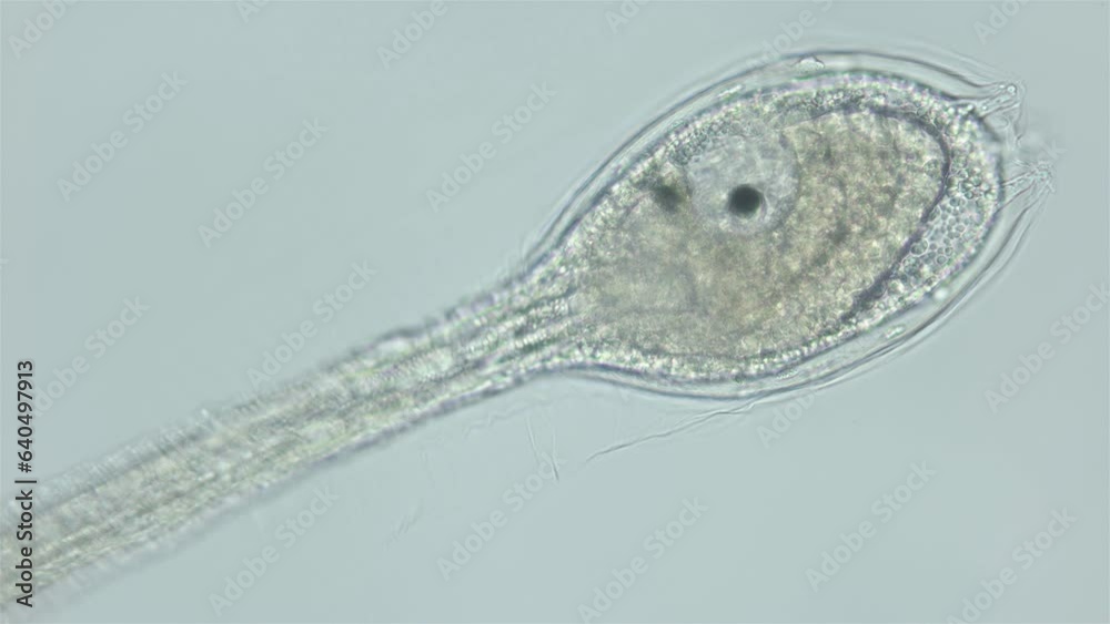 Larva of sea squirts Halocynthia pyriformis under microscope, class ...