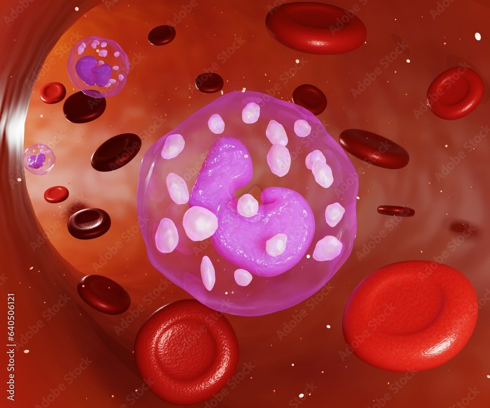 leucocyte and basophile white blood cells and red blood cells or ...