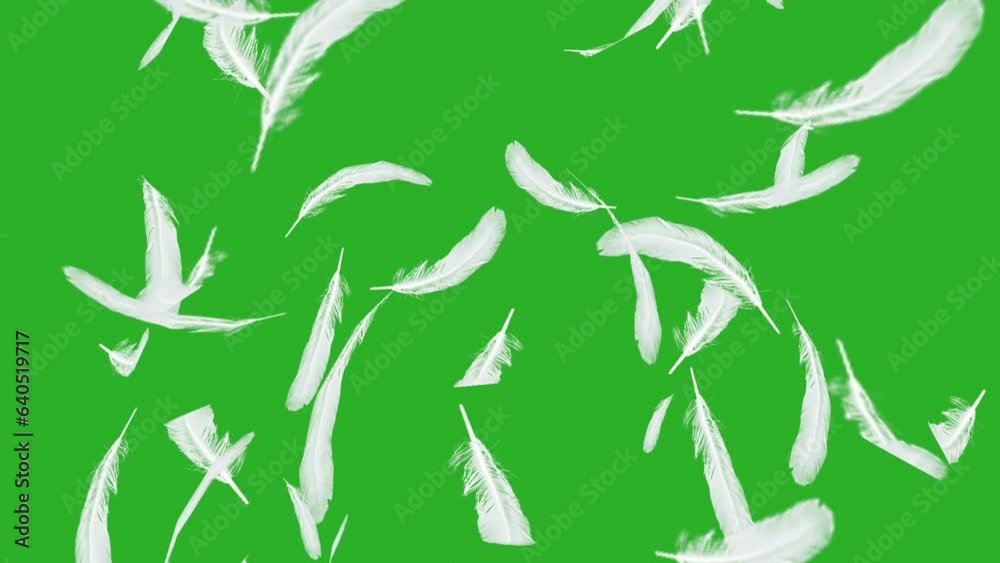 Footage of scattering of bird feathers. The motion of a floating ...