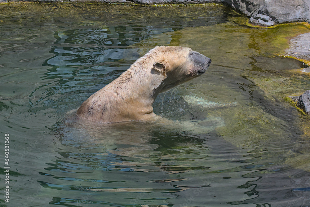 Big polar bear is swimming in the blue water. Animals in wildlife. They ...