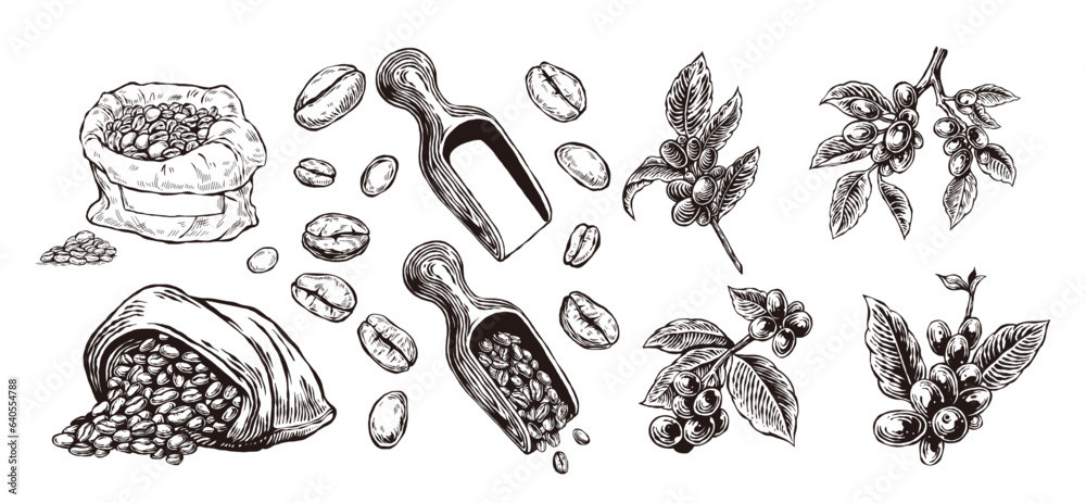 set of coffee bean hand-drawn vector illustration Stock Vector | Adobe ...