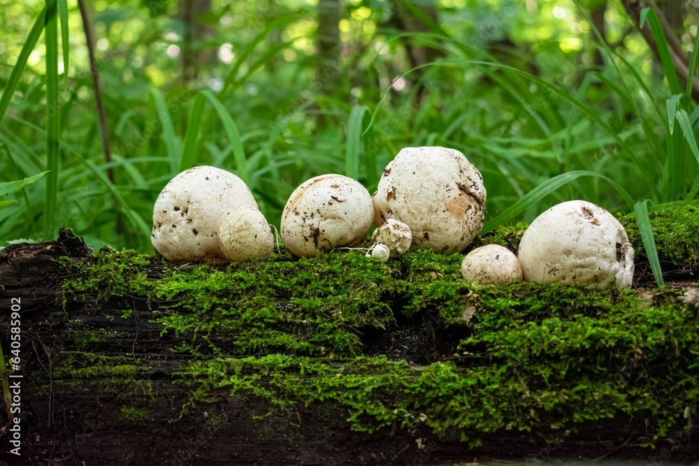 witch's eggs of Phallus impudicus known as common stinkhorn mushroom ...