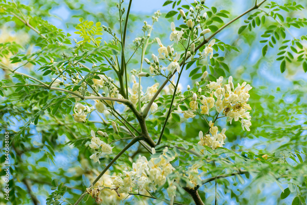 Moringa oleifera, Moringa leaves, Beautiful Moringa flower on the tree ...