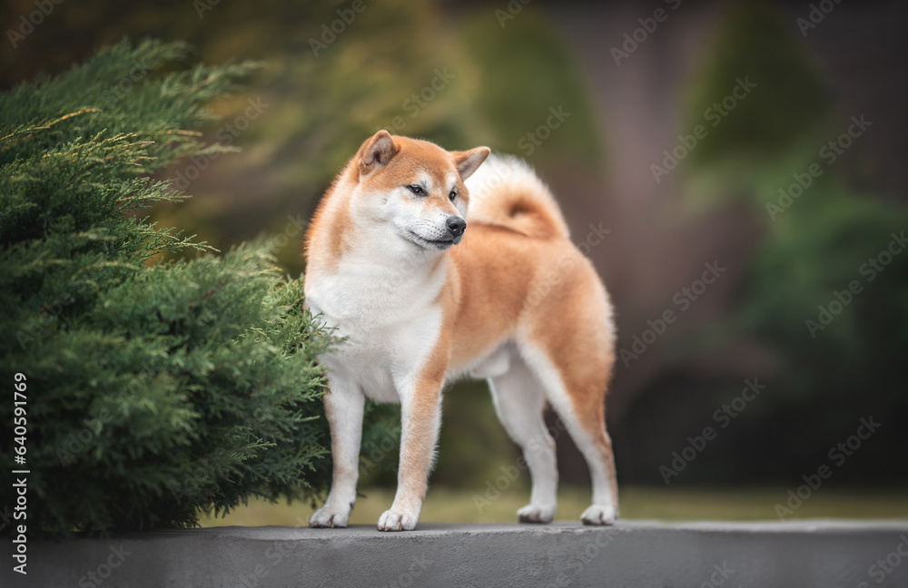 Sweet red white japanese shiba inu dog standing near green bush on a ...
