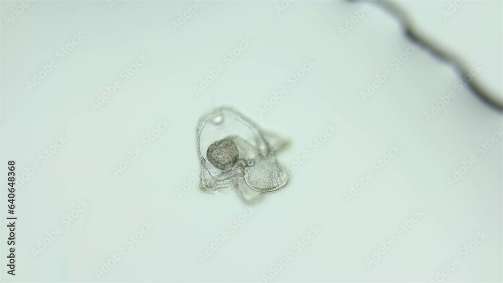 Pilidium larva of worm Heteronemertea under microscope, genus ...