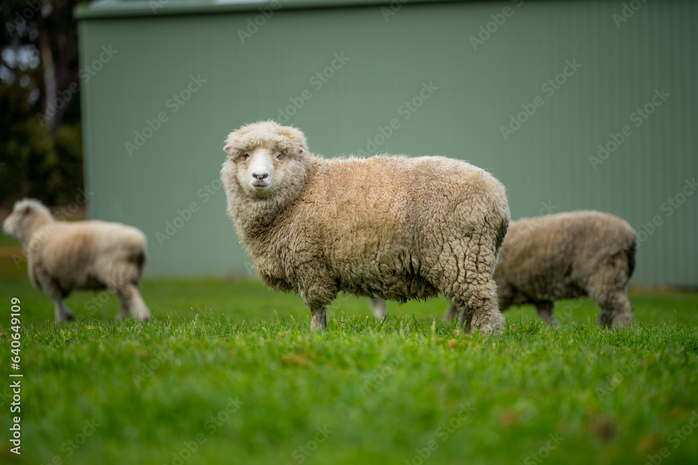 flock of sheep under gum trees in summer on a regenerative agricultural ...