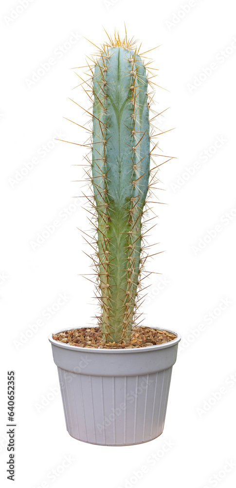 Pilosocereus azureus blue ghost cactus houseplant in pot isolated on ...