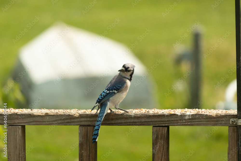 This cute little blue jay seems to be posing for this picture. The bird ...
