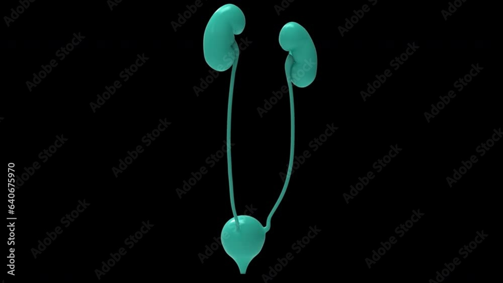 Human Urinary System Kidneys with Bladder Anatomy Animation Concept ...