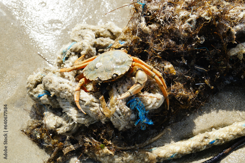 Krebse am Strand der dänischen Nordseeküste Stock Photo | Adobe Stock