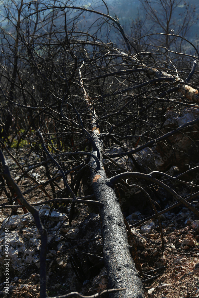 The aftermath of wildfires. Fire scarred trees in the charred remains ...