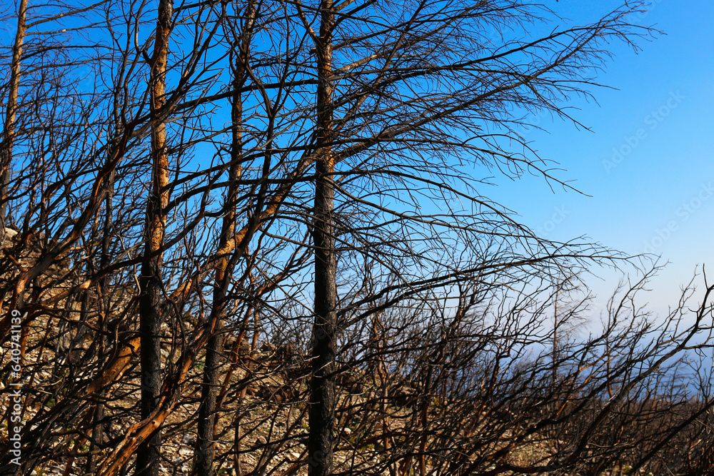 The aftermath of wildfires. Fire scarred trees in the charred remains ...