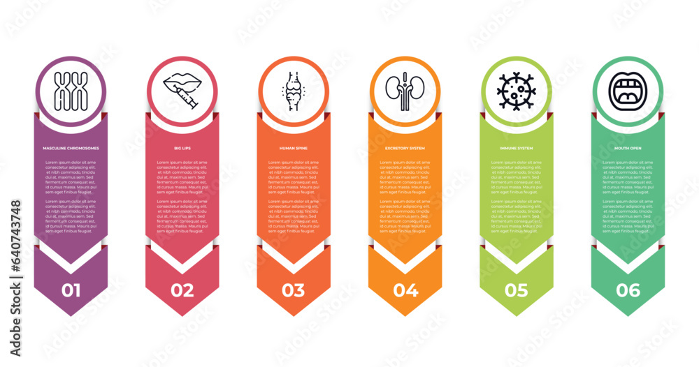 masculine chromosomes, big lips, human spine, excretory system, immune ...