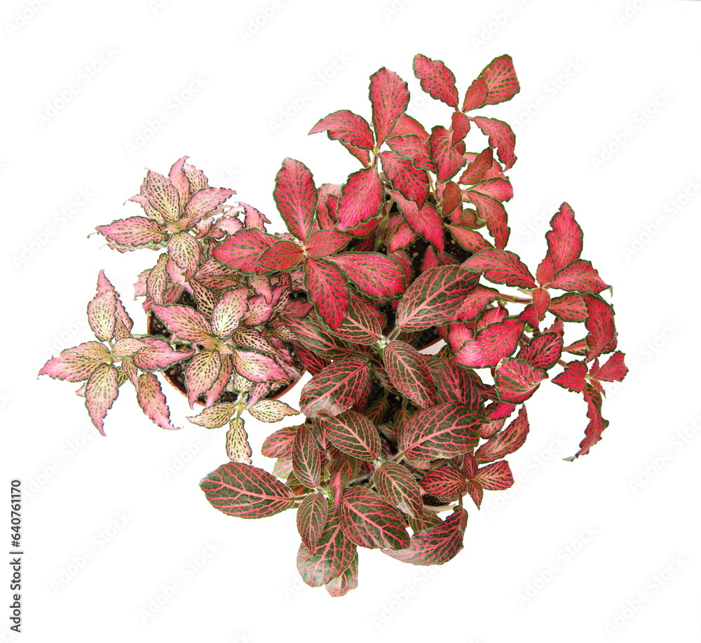 Fittonia, "nerve plant", Fittonia albivenis, is a genus of flowering ...