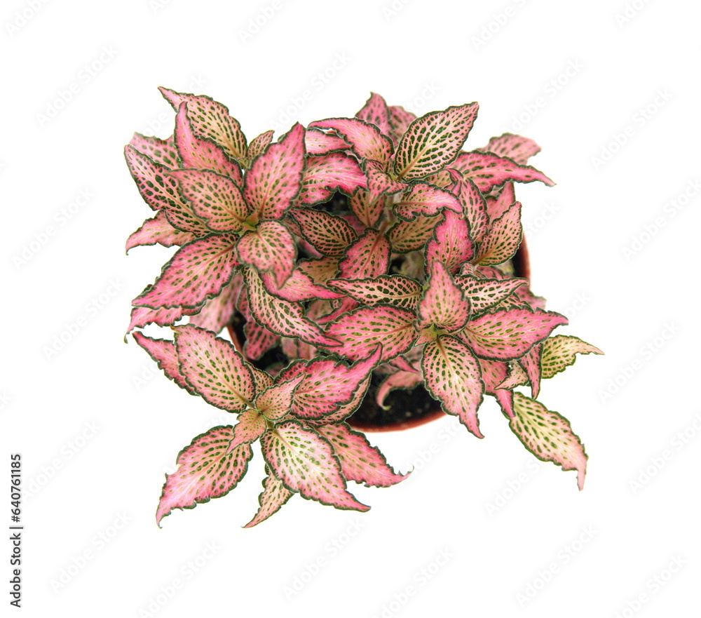 Fittonia, "nerve plant", Fittonia albivenis, is a genus of flowering ...
