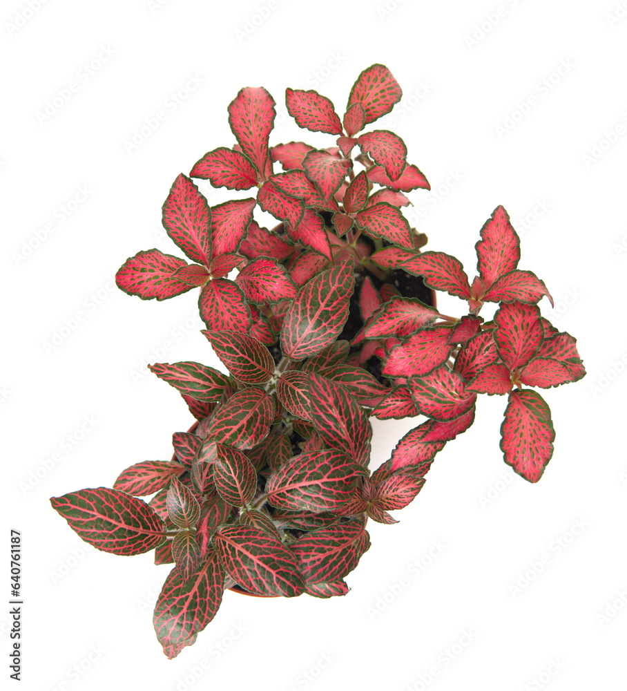 Fittonia, "nerve plant", Fittonia albivenis, is a genus of flowering ...