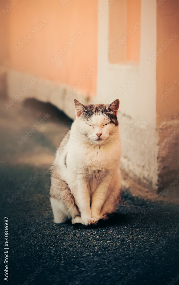 A cute homeless cat sitting on the asphalt, relaxed with its eyes ...