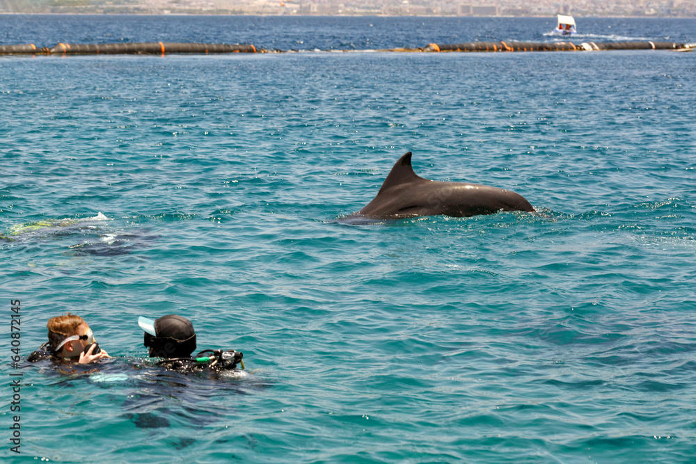 Beautiful dolphin in blue transparent water. Very friendly marine ...