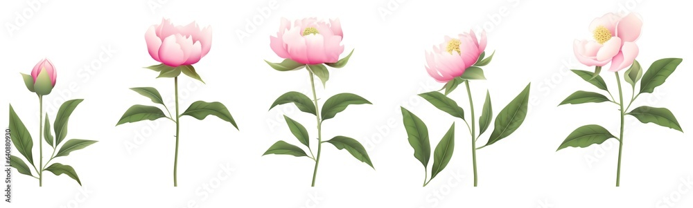 Peonies growth stages from bud to full blooming flower, generative ai ...