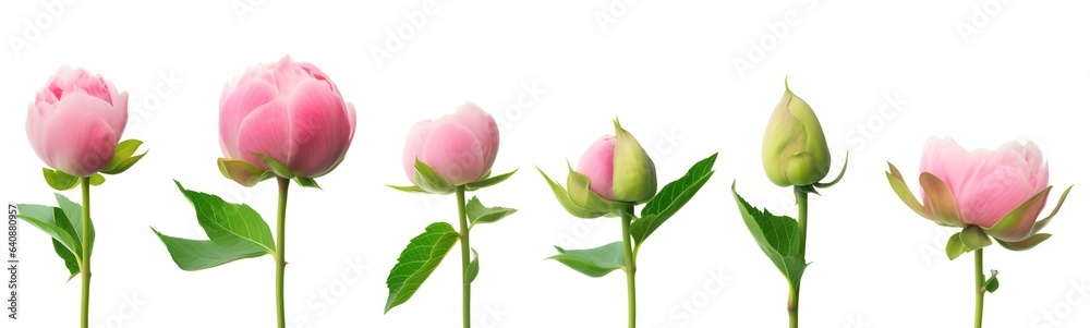 Peonies growth stages from bud to full blooming flower, generative ai ...
