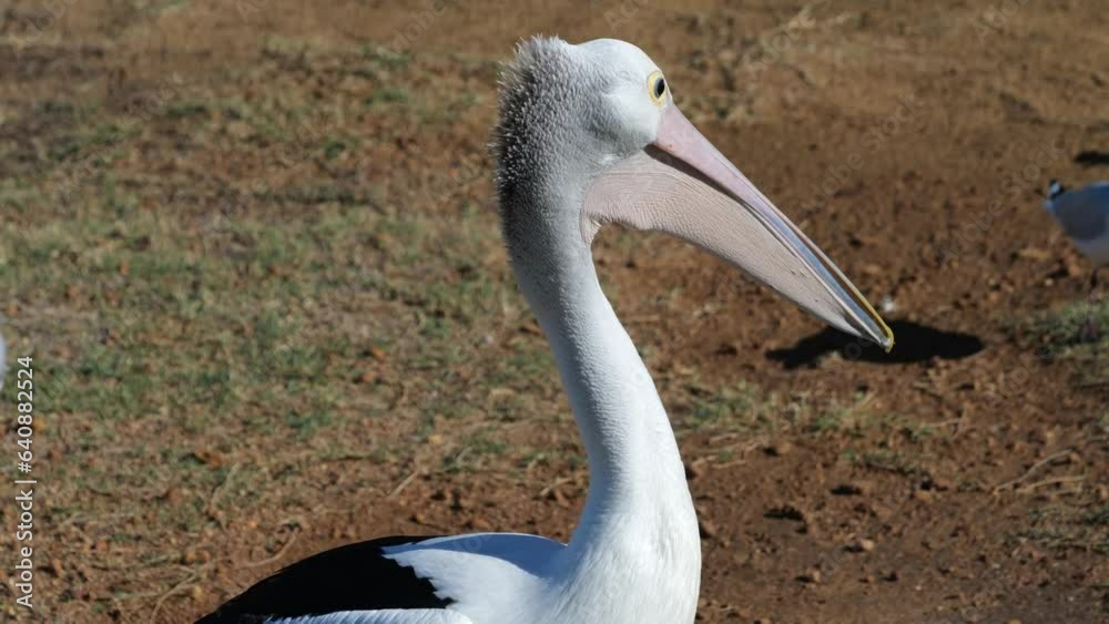 Pelican looks funny and silly with his neck extended fully. A graceful ...